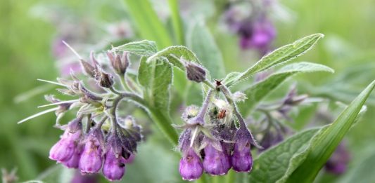 Gavez kao lijek: Ublažava bol, liječi vene i kosti